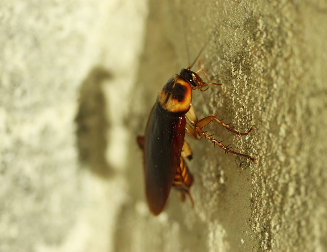 What Should You Do If You See A Cockroach In Your Home - Pest Control ...